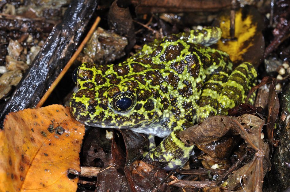 News | Alliance for Zero Extinction