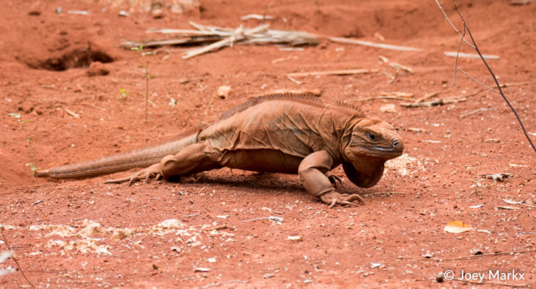 Brighter future for Jamaican Iguanas | Alliance for Zero Extinction